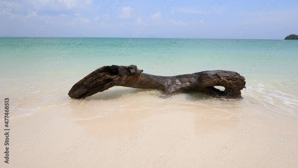 Crooked dark log lie on fine sand, waggle in shallow swashing water ...