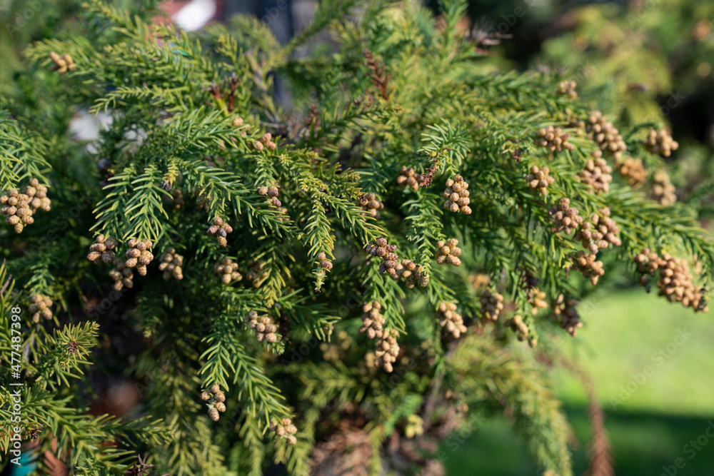Botany. Closeup view of Japanese national tree, Cryptomeria japonica ...