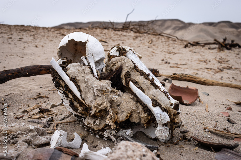 pre inca skulls on a profaned cemetery in Nasca Nazca Cahuachi. The ...
