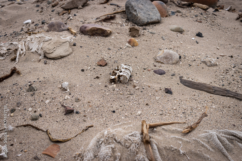pre inca skulls on a profaned cemetery in Nasca Nazca Cahuachi. The ...