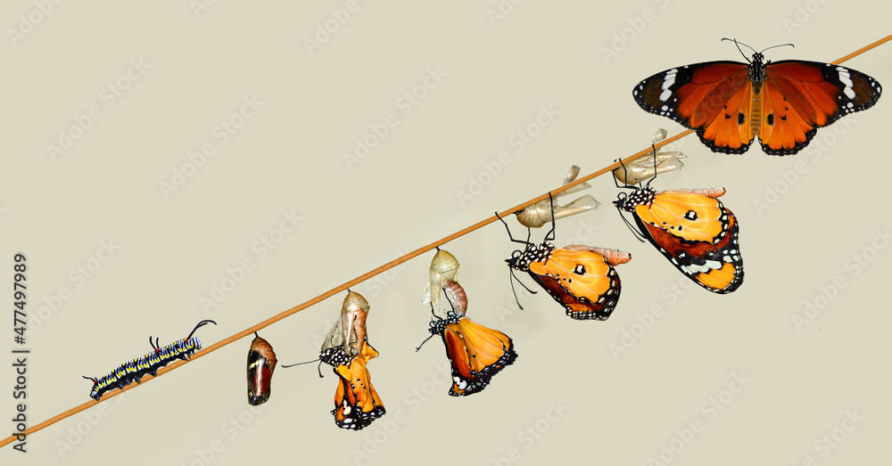 Amazing moment ,Monarch Butterfly , caterpillar, pupa and emerging with ...
