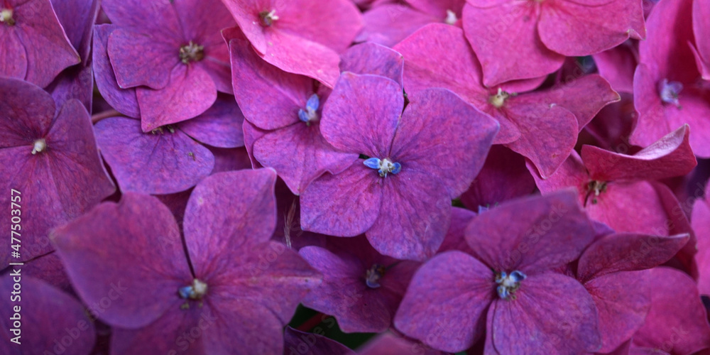 Pink-purple Hydrangea macrophylla. Other names are bigleaf hydrangea ...