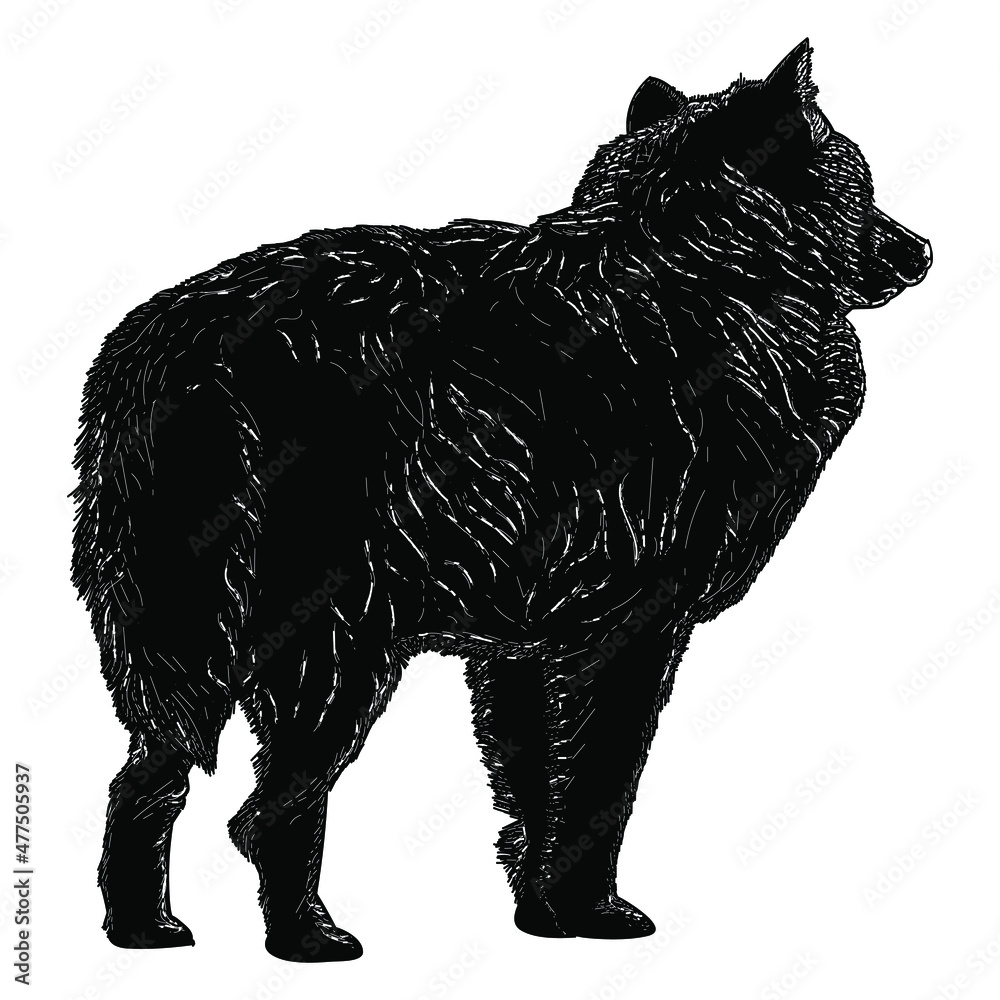 wolf hand drawing vector illustration isolated on white background ...