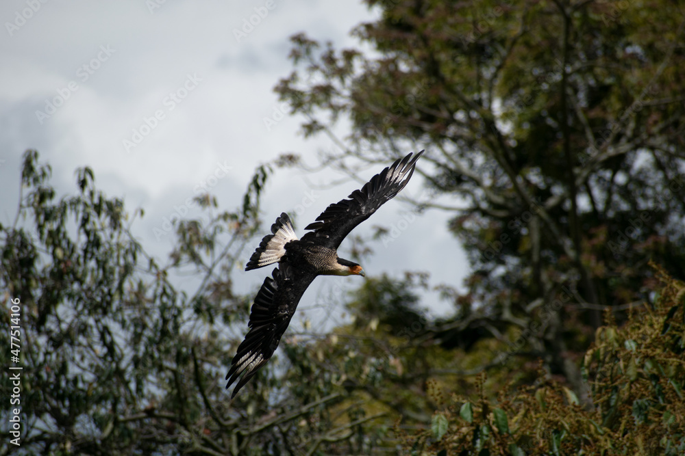 caracara cheriway Carraco volando entre la la naturaleza Stock Photo ...
