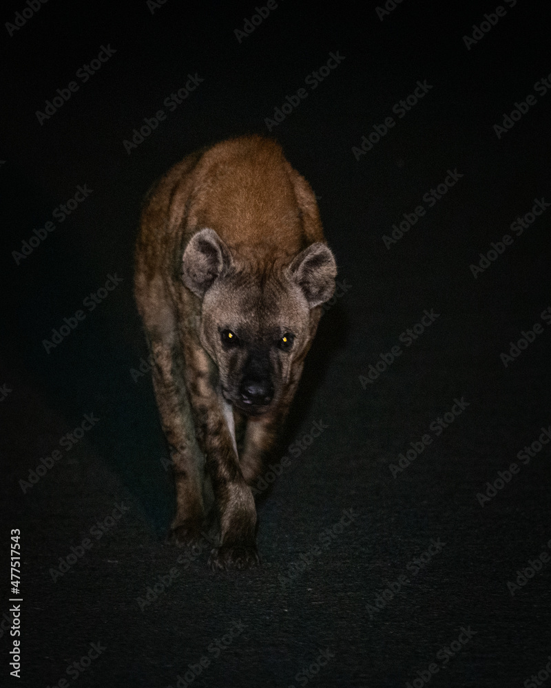 Spotted Hyena at night Stock Photo | Adobe Stock