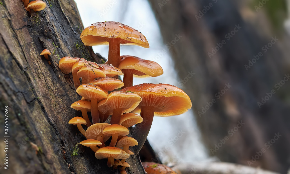 Foto de Flammulina velutipes, an edible mushroom in the natural ...