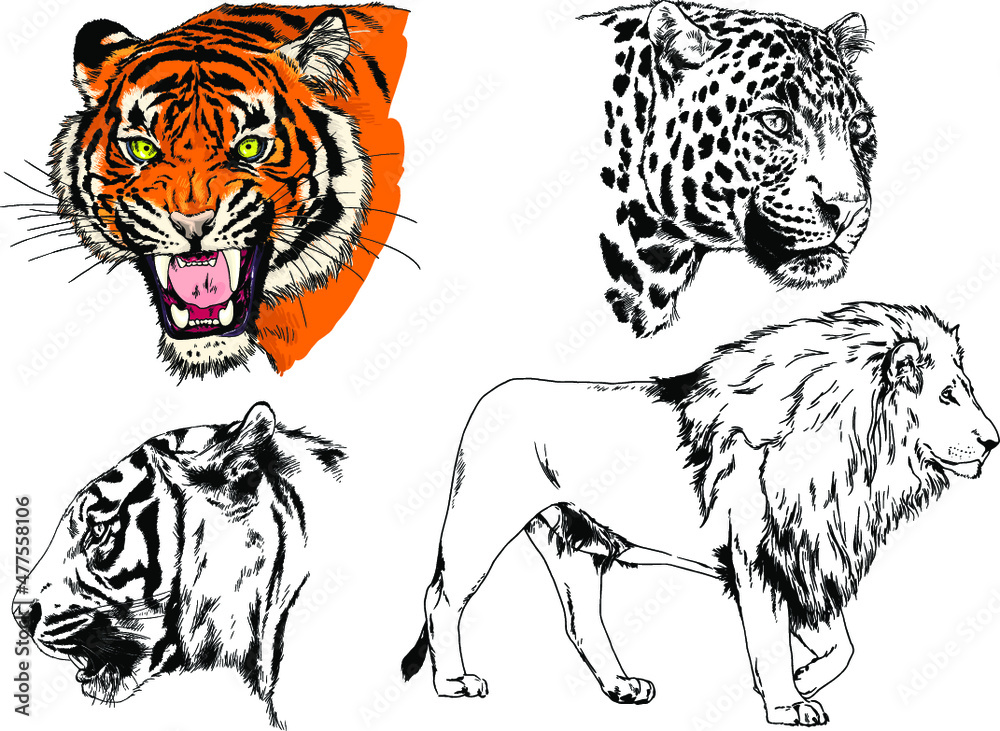 vector drawings sketches different predator , tigers lions cheetahs and ...