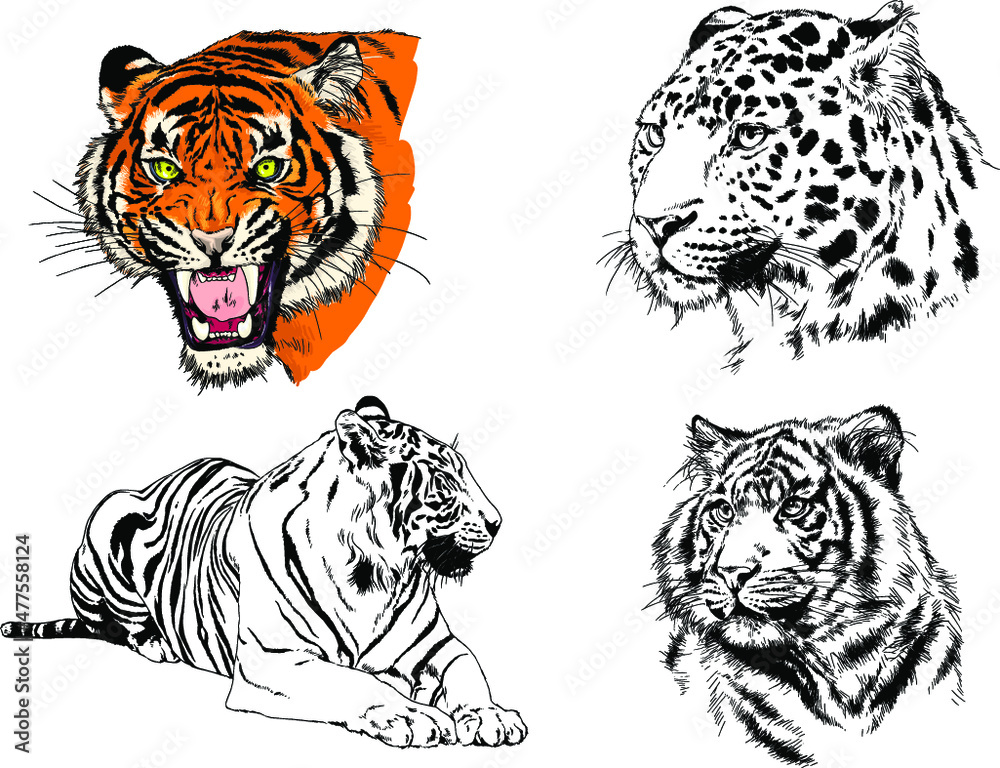 vector drawings sketches different predator , tigers lions cheetahs and ...