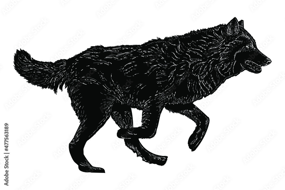 wolf hand drawing vector illustration isolated on white background ...