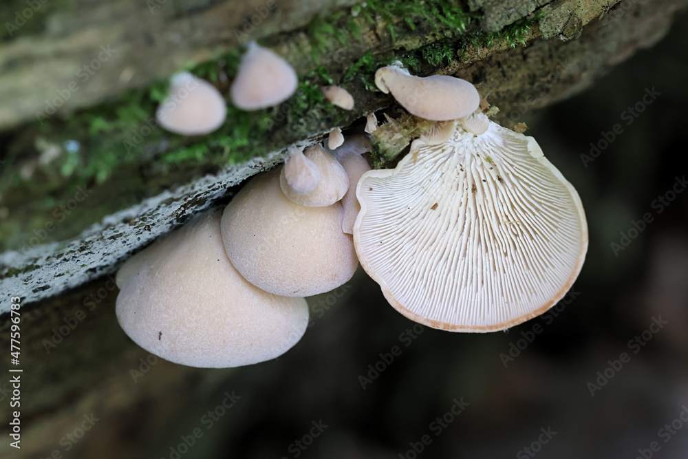 Bear Lentinus, wild mushroom from Finland, scientific name Lentinellus ...