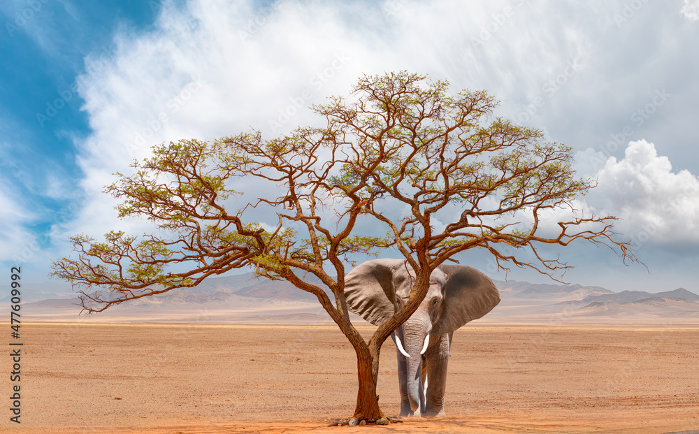 An african elephant hiding behind an acacia tree - Namibia, Africa ...