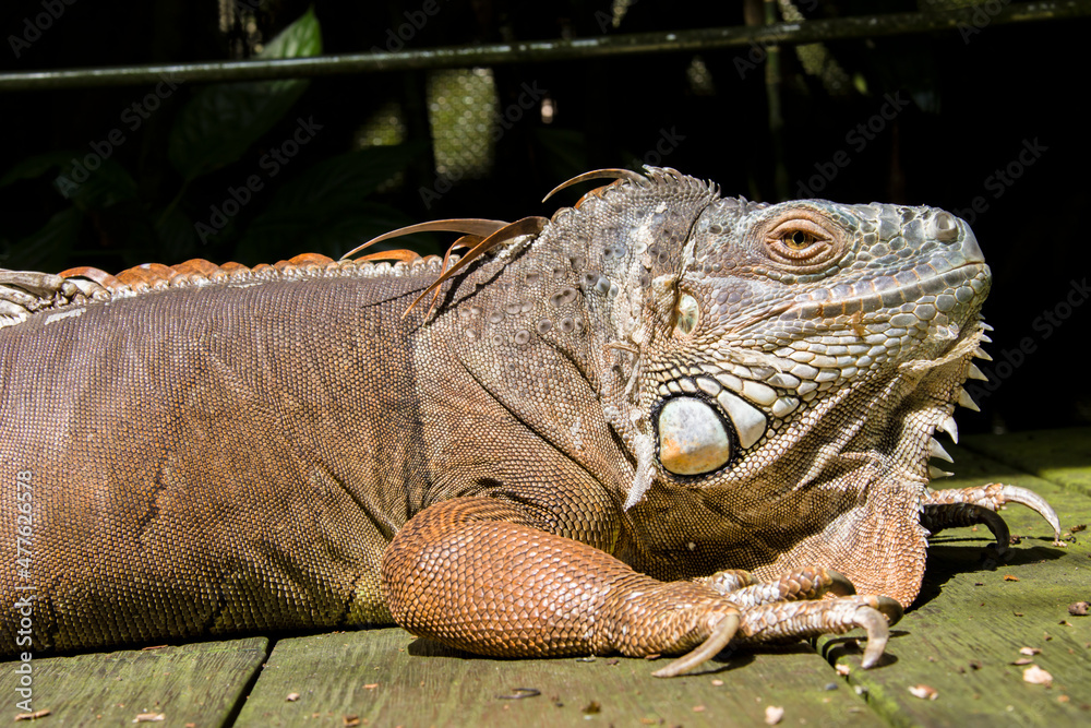 The Red Iguana(Iguana iguana) closeup image. it actually is green ...
