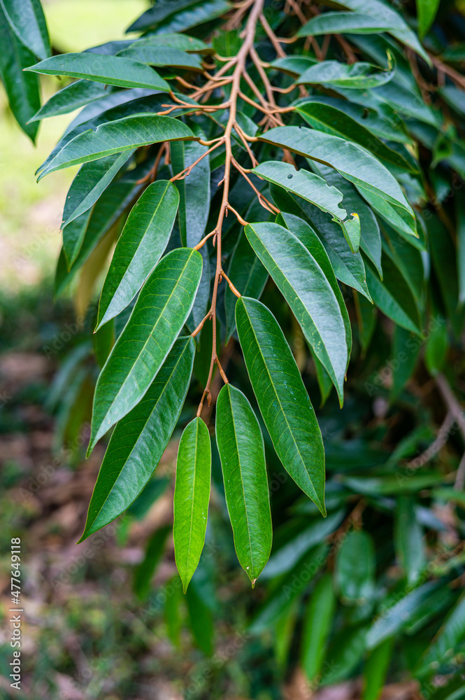Durian Tree Leaf