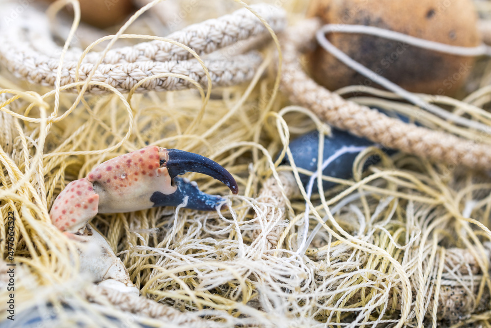 tangled crab claw, crab claw in a fishing net Stock Photo | Adobe Stock