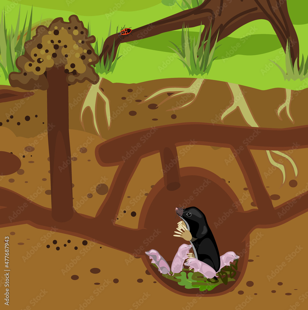 Scheme of structure of underground mole tunnels and European mole (Talpa europaea) with newborn ...