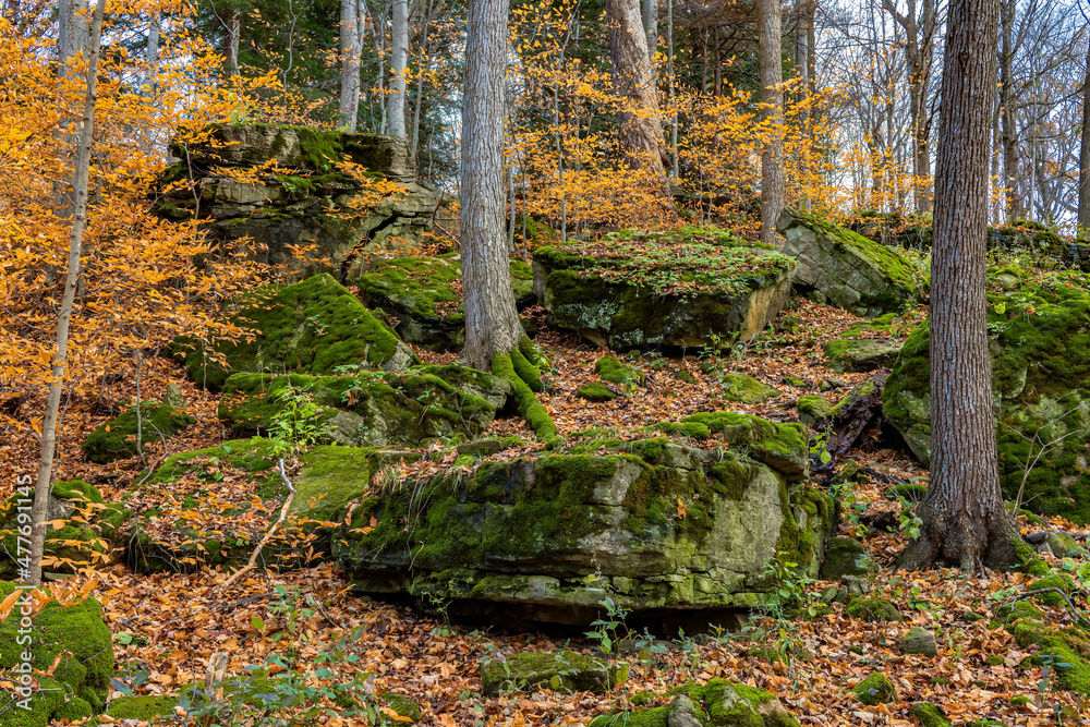 Trail in the carolinian forest at Dundas Valley Conservation Area, a ...