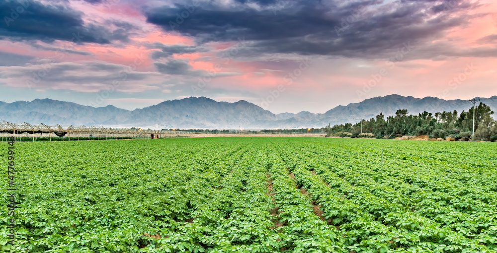 Field with young potato plants and advanced system of irrigation. The ...