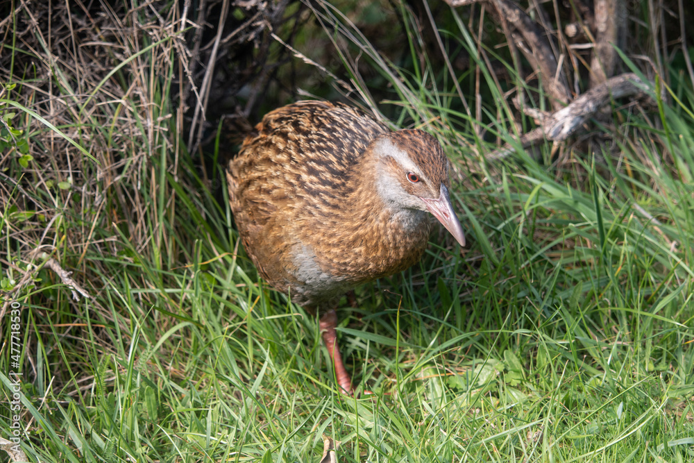 Weka (Gallirallus australis), Endemic Native New Zealand Rail Bird on ...