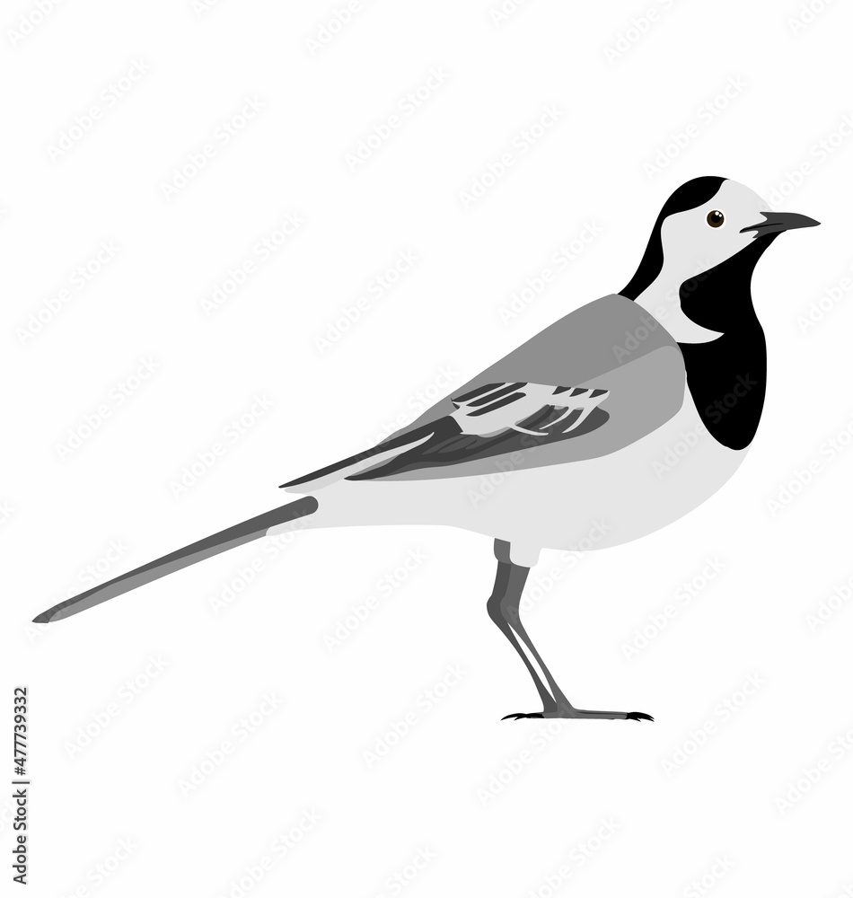European White Wagtail seen in Side view - Flat style vector Stock ...