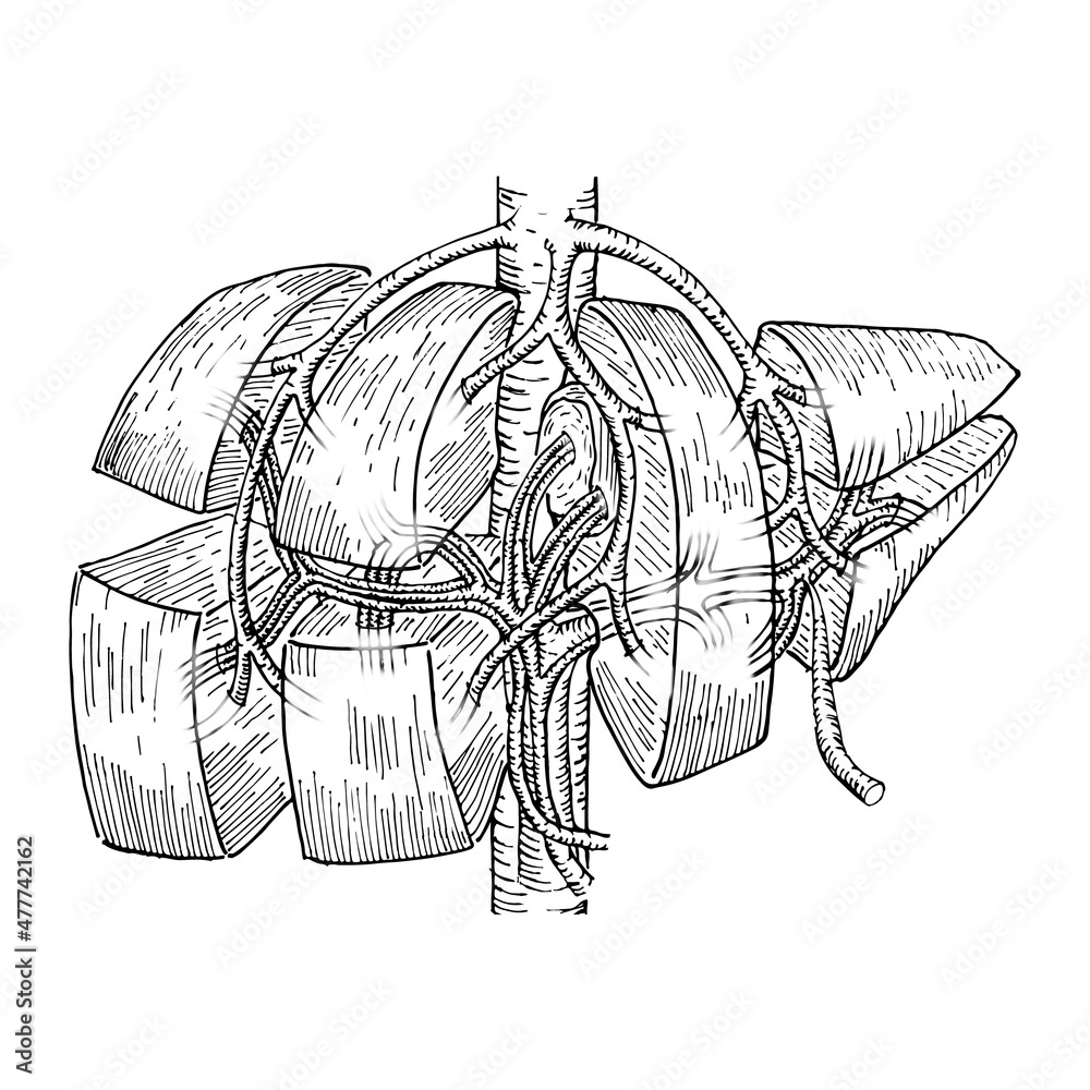 Liver anatomy: Couinaud hepatic segmentation. Outline Stock ...