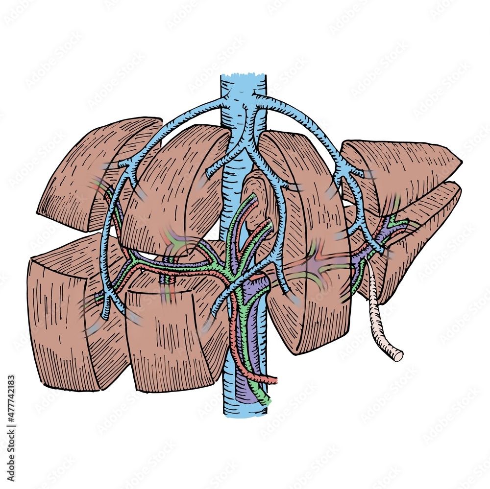 Liver anatomy: Couinaud hepatic segmentation. Colorfull Stock ...