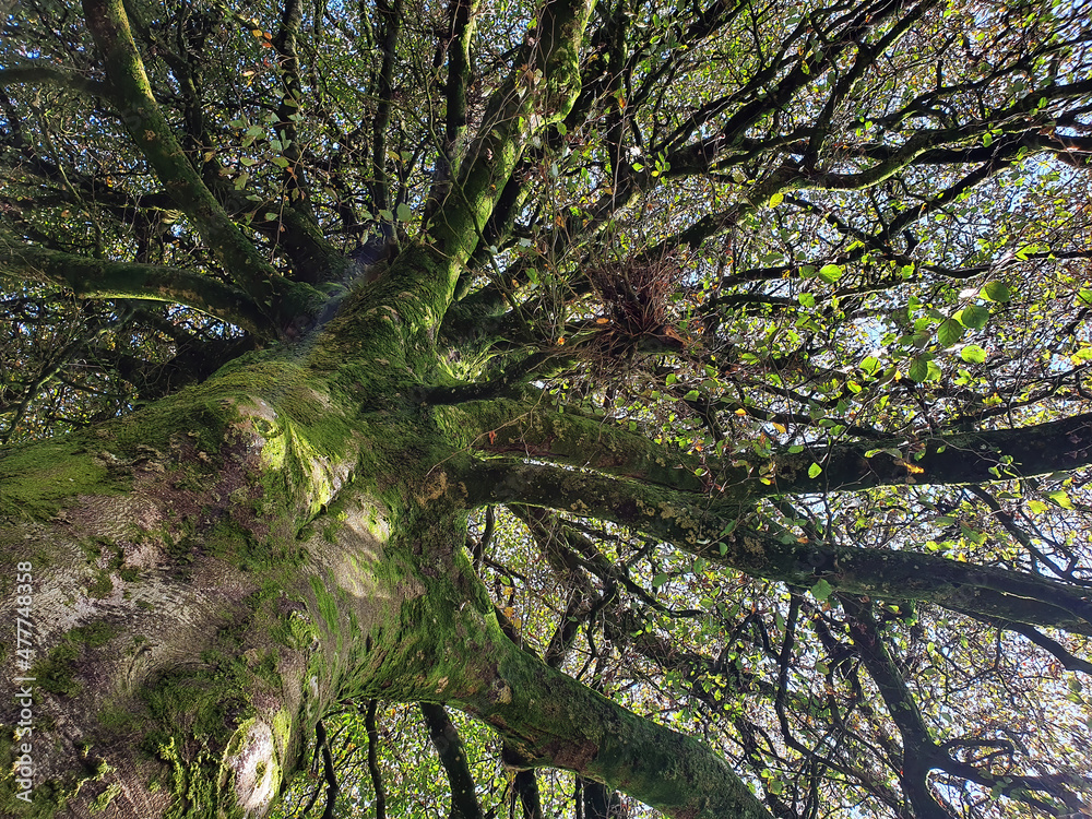 Common beech (Fagus Sylvatica) a deciduous tree with its bare branches ...