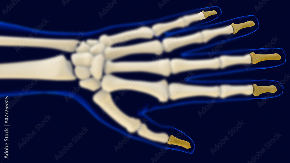 Hand Distal Phalanges Bones Anatomy For Medical Concept 3D Stock ...