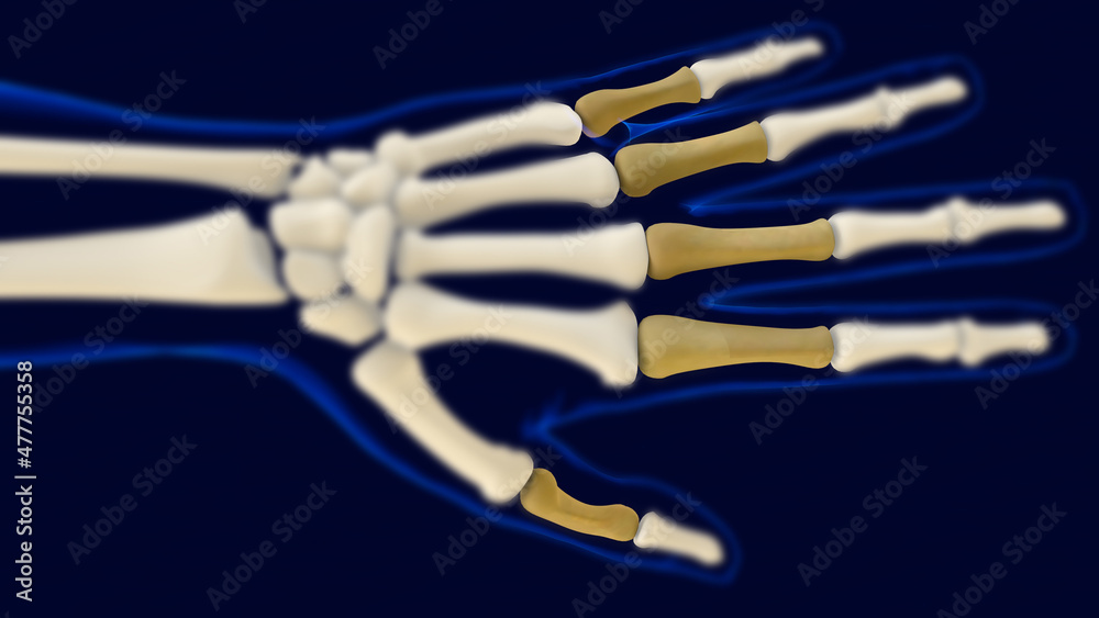 Hand proximal phalanges Human skeleton anatomy 3D Rendering Stock ...