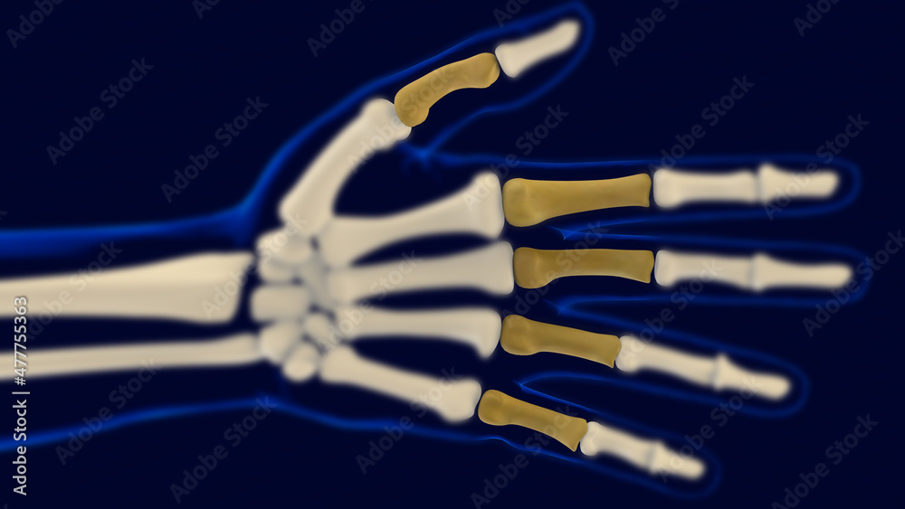 Hand proximal phalanges Human skeleton anatomy 3D Rendering Stock ...