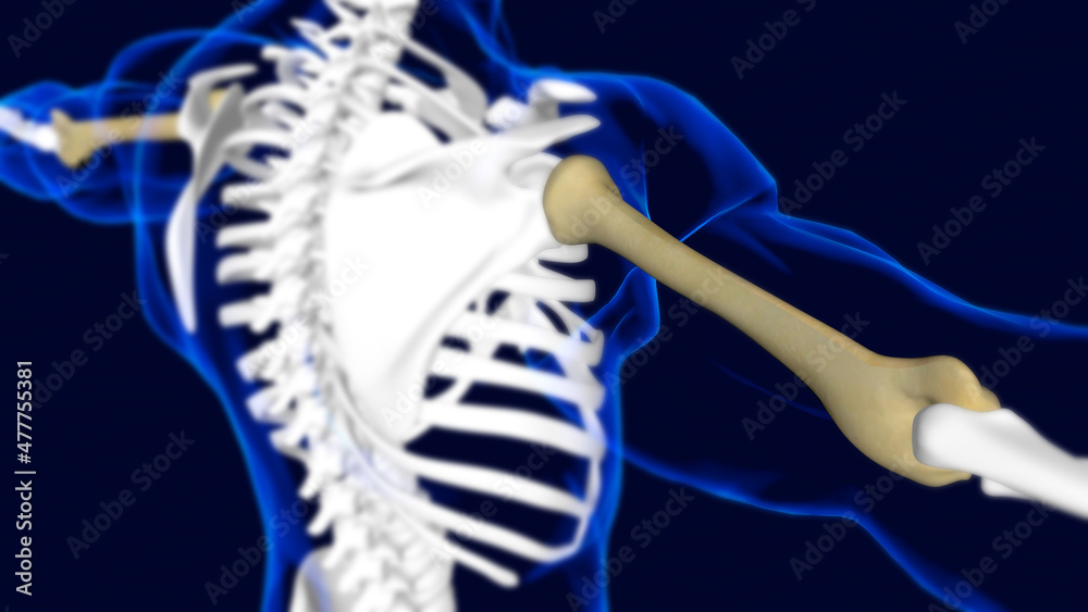 Humerus Bone Human skeleton anatomy 3D Rendering Stock Illustration ...