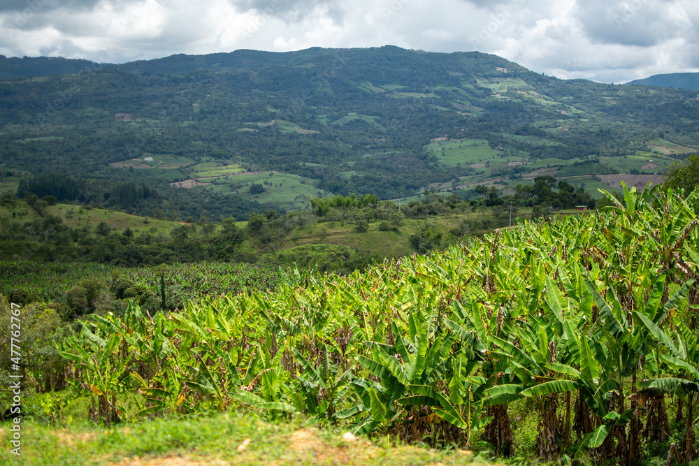 Café colombiano - Café de Colombia - Cafetales - Colombia - Árbol de ...