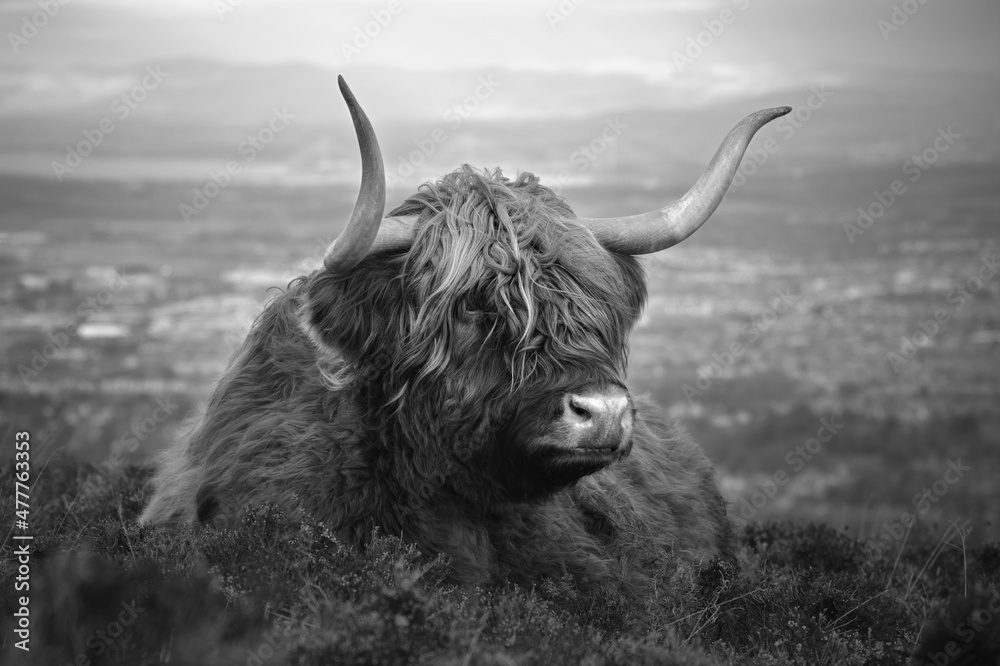 Furry highland cow on the background of the city of Edinburgh. Pentland ...