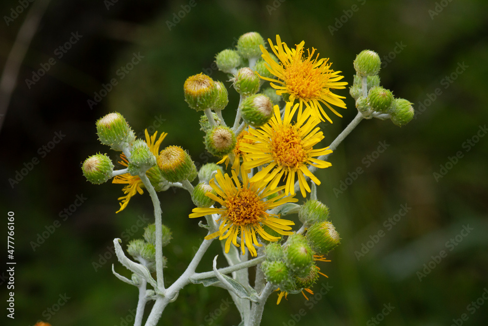 Roadside flowers. Closeup view of Heterotheca grandiflora, also known ...