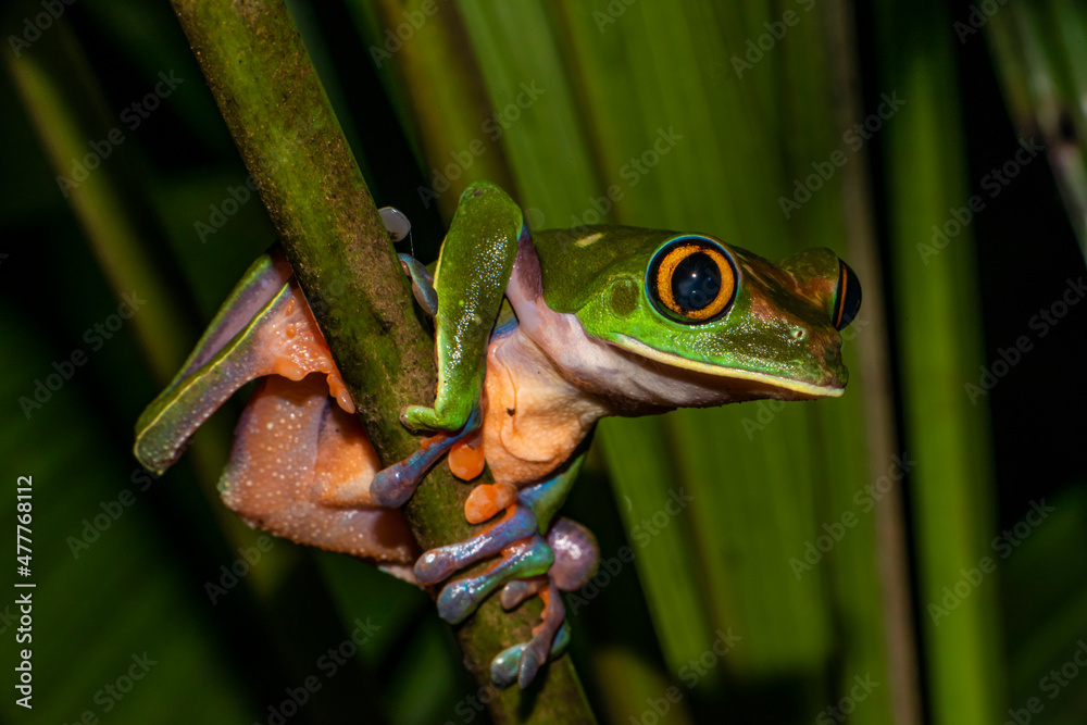 Blue-sided Tree Frog (Agalychnis annae) Just Hanging Out Stock Photo ...