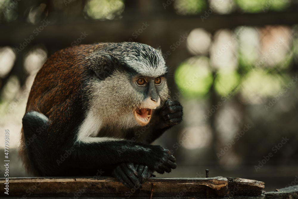 Lekki, Lagos, Nigeria - 20.11.2021: A Guenon; an endangered Old World ...