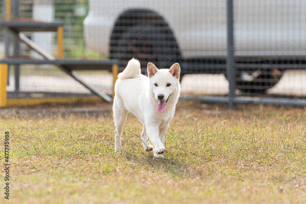 Pet Lover. Shiba Inu dog breed In the park in the spring. White Shiba ...
