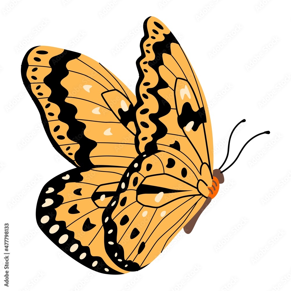 Butterfly vector illustration clipart. Cute Butterfly isolated. Stock ...
