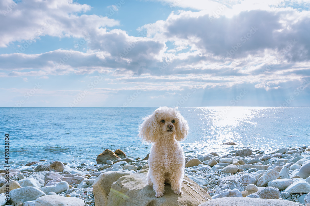 Beige poodle on the beach in cool winter weather against the backdrop ...