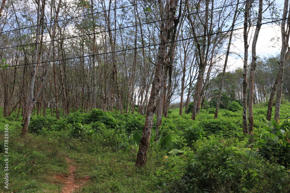 Hevea brasiliensis, the Pará rubber tree, sharinga tree, seringueira ...