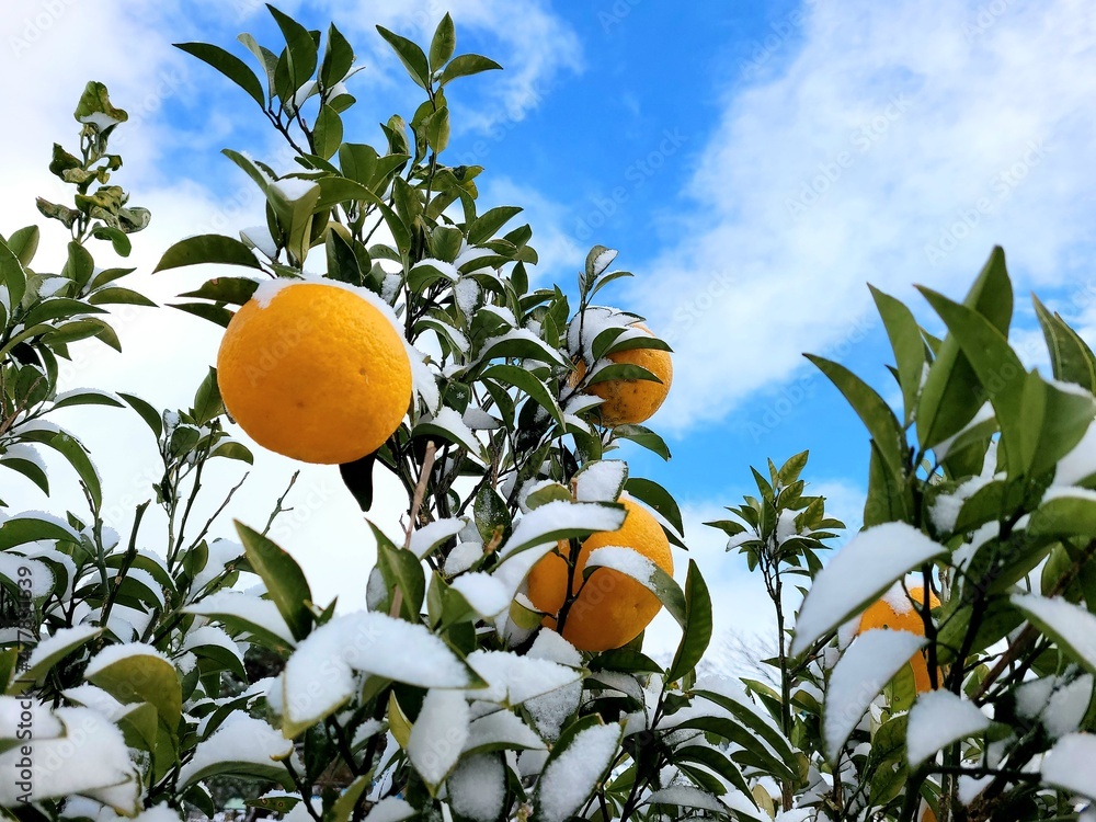 snowy tangerine tree, mandarin, tangerine, mandarin tree, tangerine ...