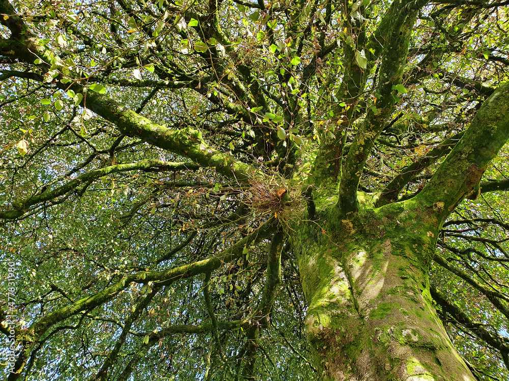 Common beech (Fagus Sylvatica) a deciduous tree with its bare branches ...