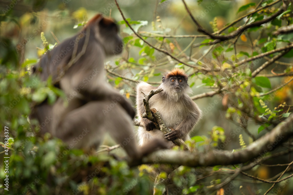 Ugandan red colobus in the tree. Wild monkey in Uganda. African safari ...