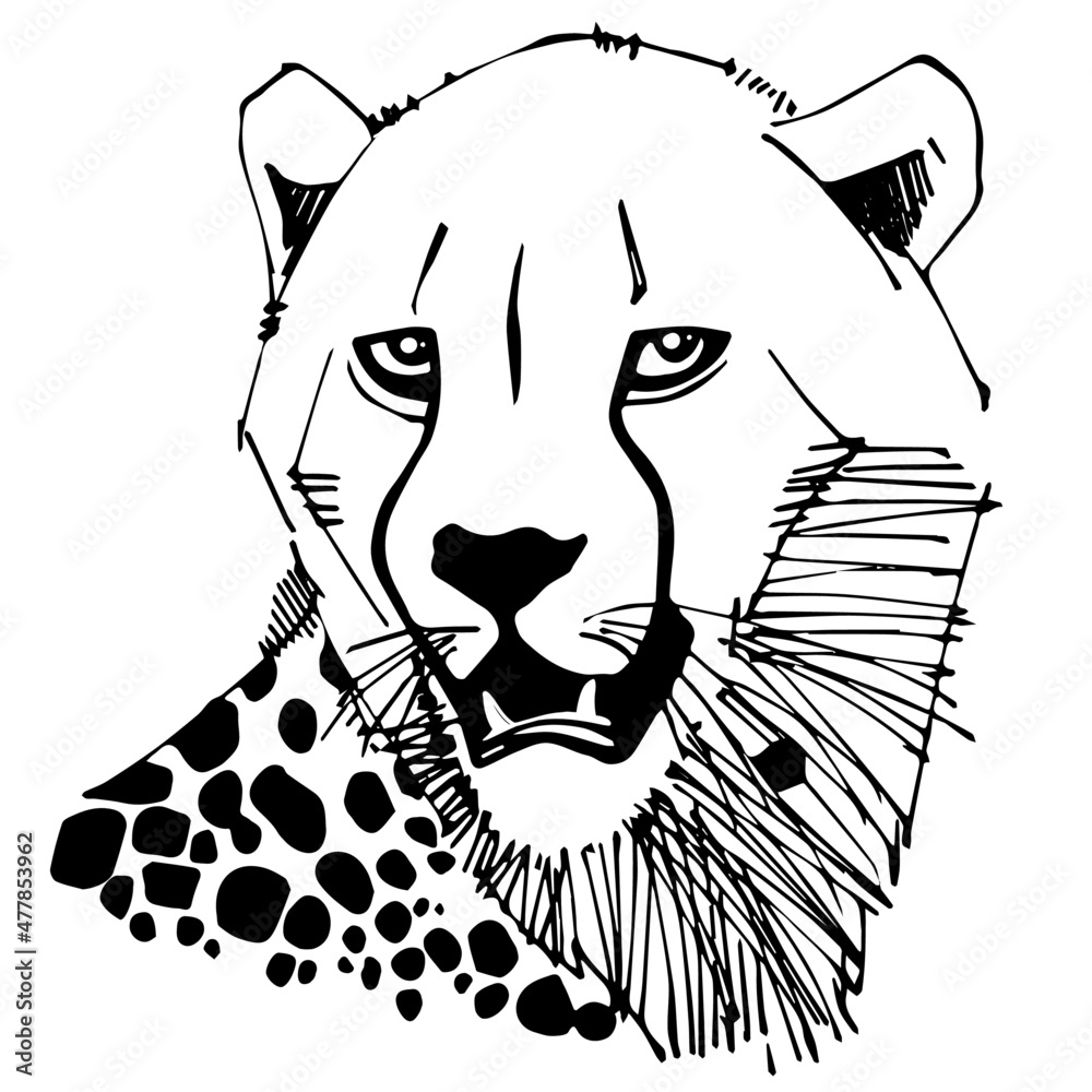 vector realistic hand drawing of majestic cheetah head isolated on ...
