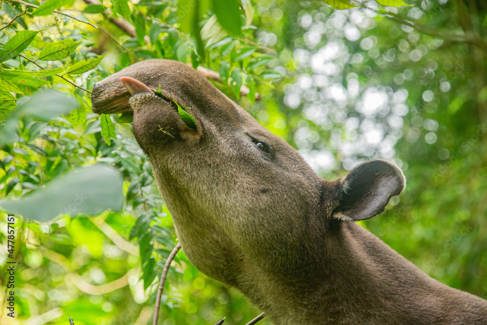 Rare sighting of a Baird's tapir (Tapirus bairdii), Tenorio Volcano ...
