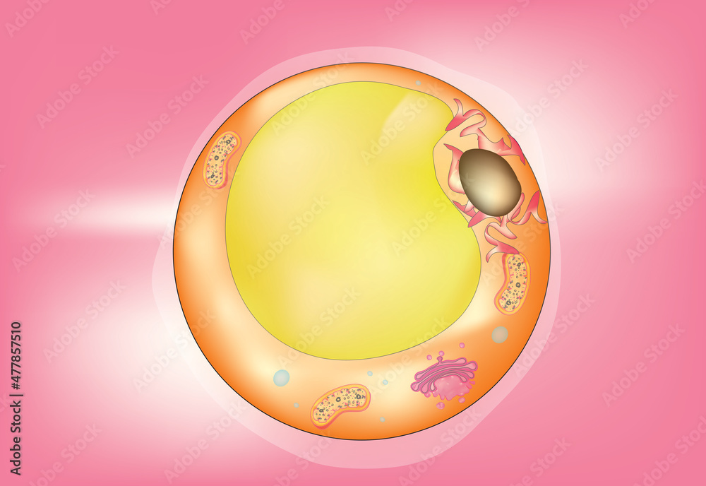 Biological illustration of fat cell with organelles Stock Vector ...