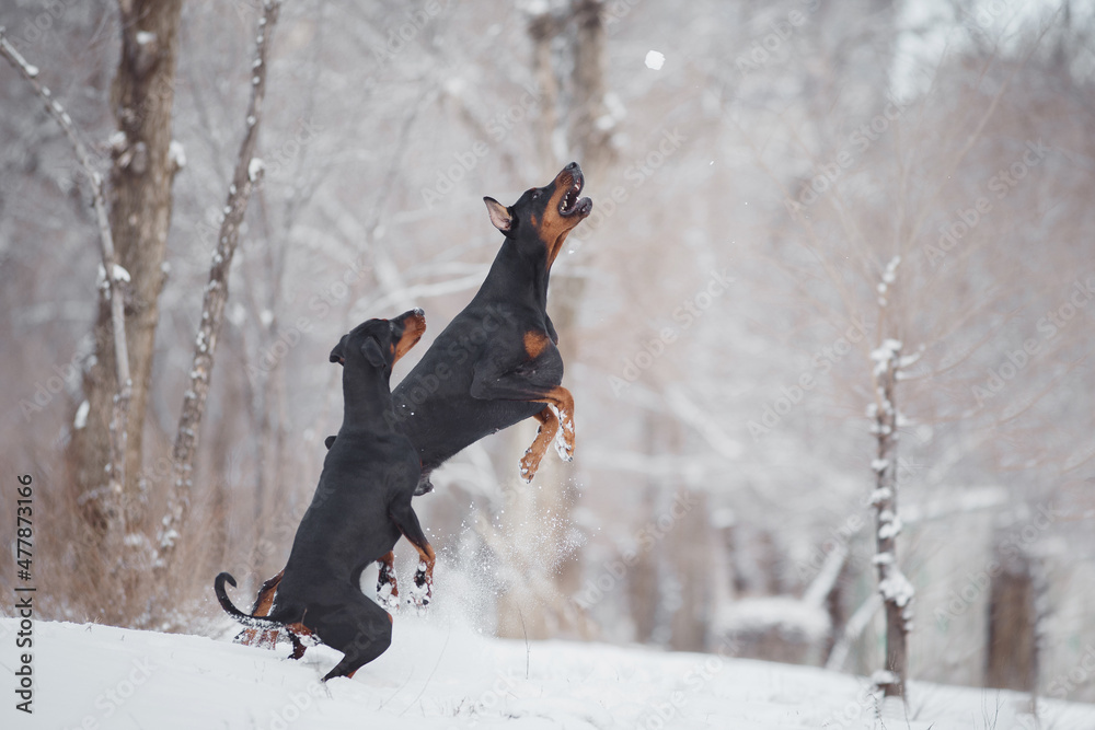 dog doberman in winter Stock Photo | Adobe Stock