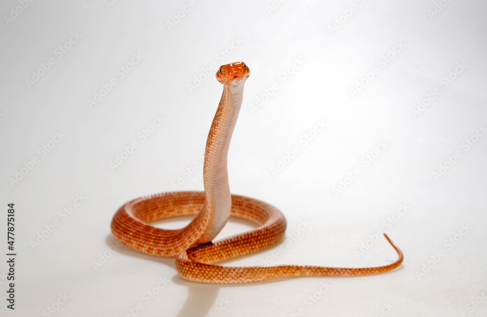 Arabian cat snake // Israelische Katzennatter, Ägyptische Katzennatter ...