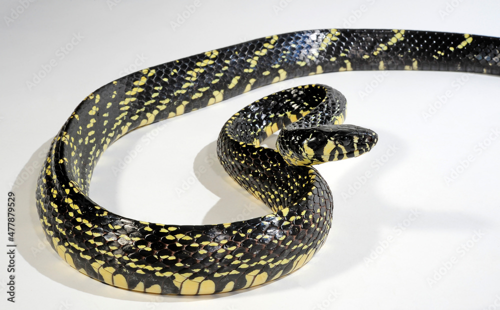 Fotka „Hühnerfresser // Caninana, Tiger rat snake (Spilotes pullatus ...