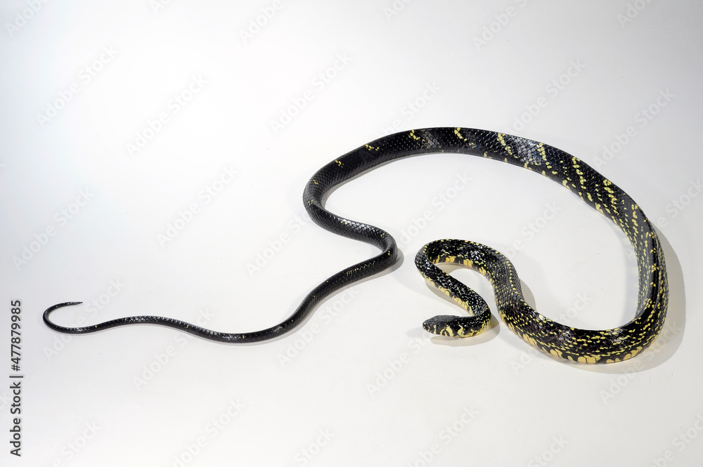 Hühnerfresser // Caninana, Tiger rat snake (Spilotes pullatus) Stock ...
