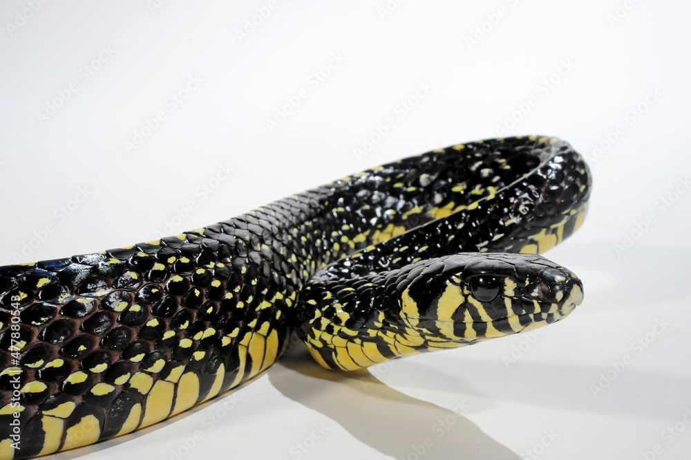 Hühnerfresser // Caninana, Tiger rat snake (Spilotes pullatus) Stock ...